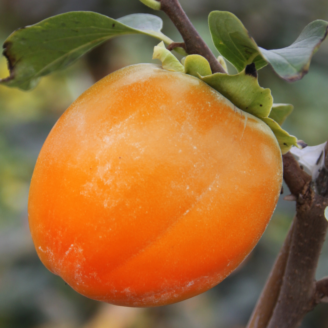 Kaki, Kakipflaume - Diospyros kaki 'Muscat' - gelb