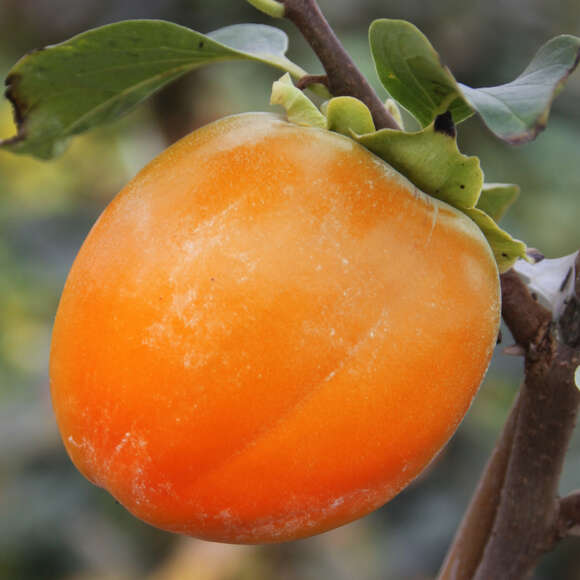Kaki, Kakipflaume - Diospyros kaki 'Muscat' - gelb