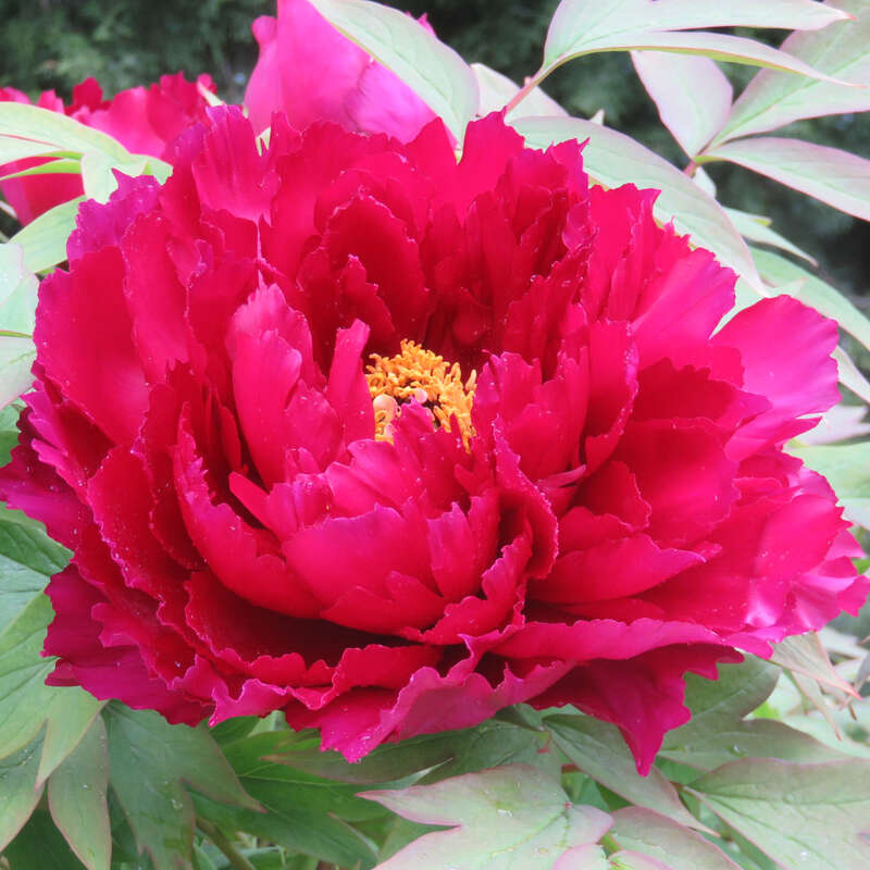 Strauch-Pfingstrose - Paeonia suffruticosa rot - rot