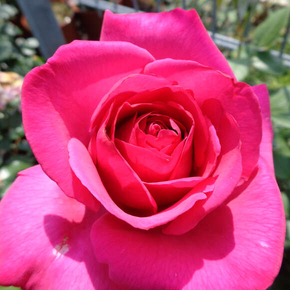 Moderne Edelrose - Rose 'Sexy Perfumella' - rosa