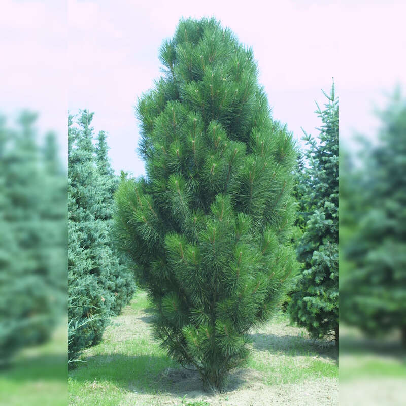 Säulen-Schwarzföhre - Pinus nigra 'Pyramidalis'