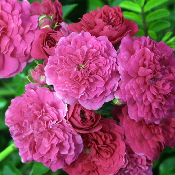 Moderne Kletterrose - Rose 'Super Excelsa' - rosa