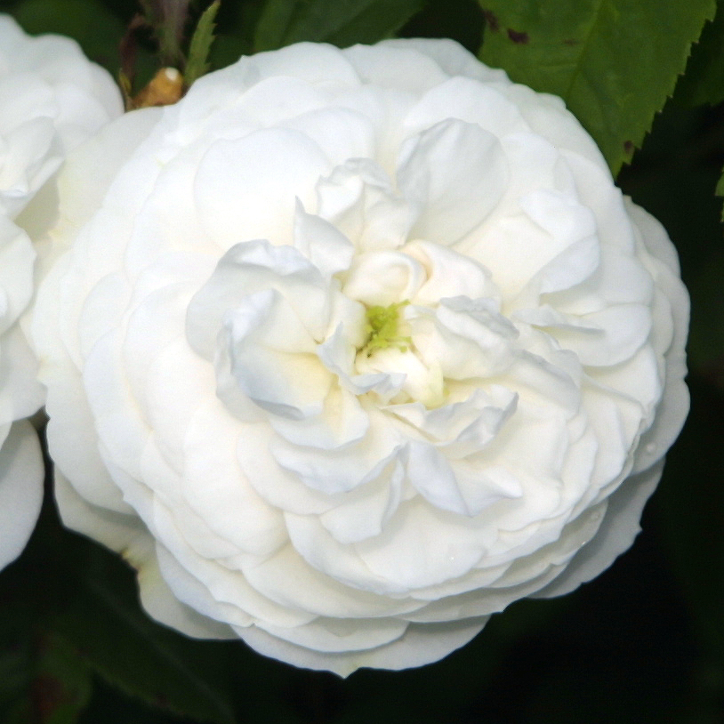 Historische Strauchrose - Rose 'Mme Plantier' - weiß