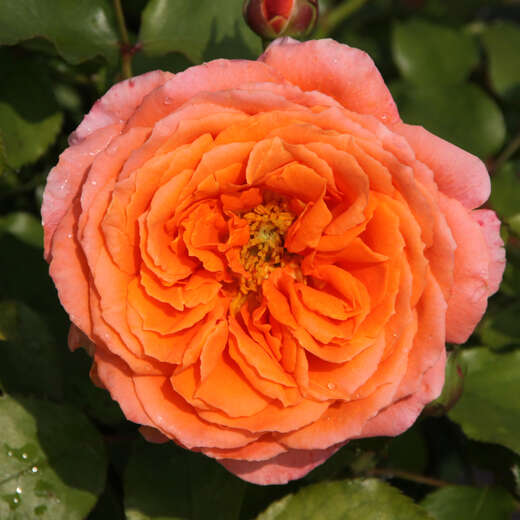 Englische Strauch-, Kletterrose - Rose 'Abraham 'Darby' - lachs