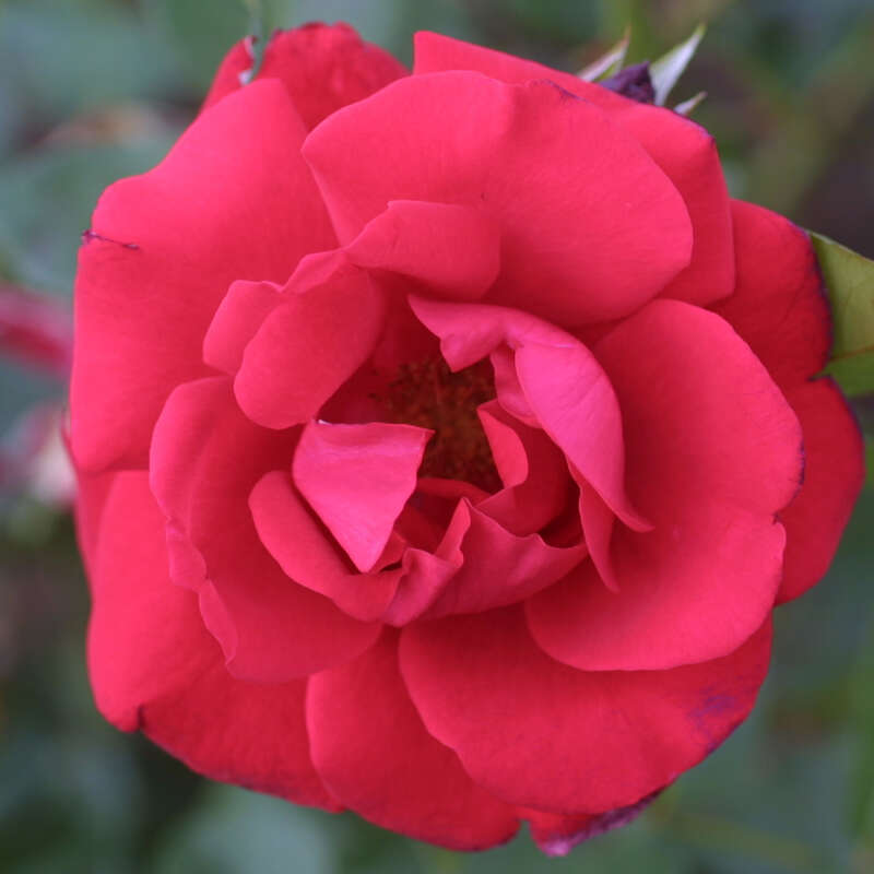 Moderne Kletterrose - Rose 'Santana' - rot