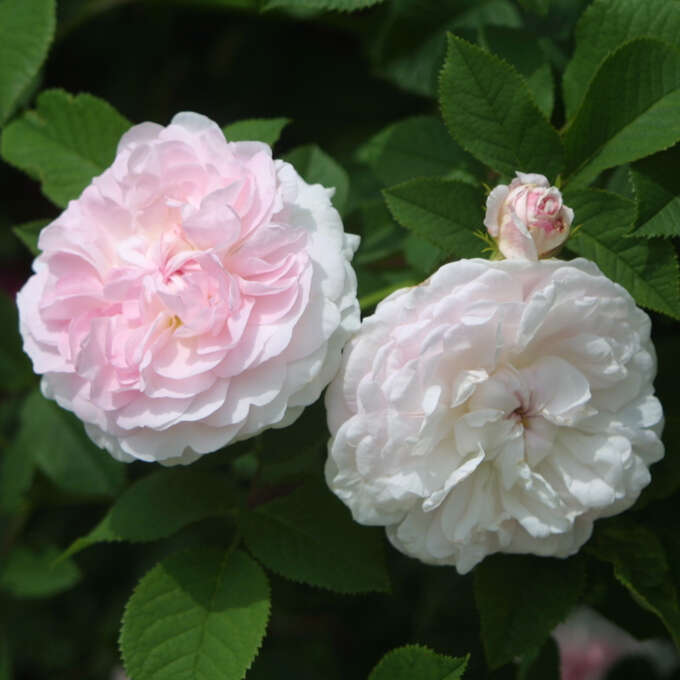 Historische Strauchrose - Rose 'Chloris' - rosa