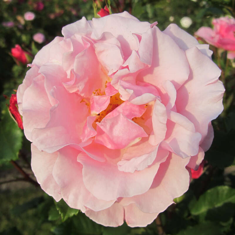 Historische Kletterrose - Rose 'Kathleen Harrop' - rosa