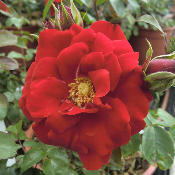 Moderne Kletterrose - Rose 'Amadeus' - rot