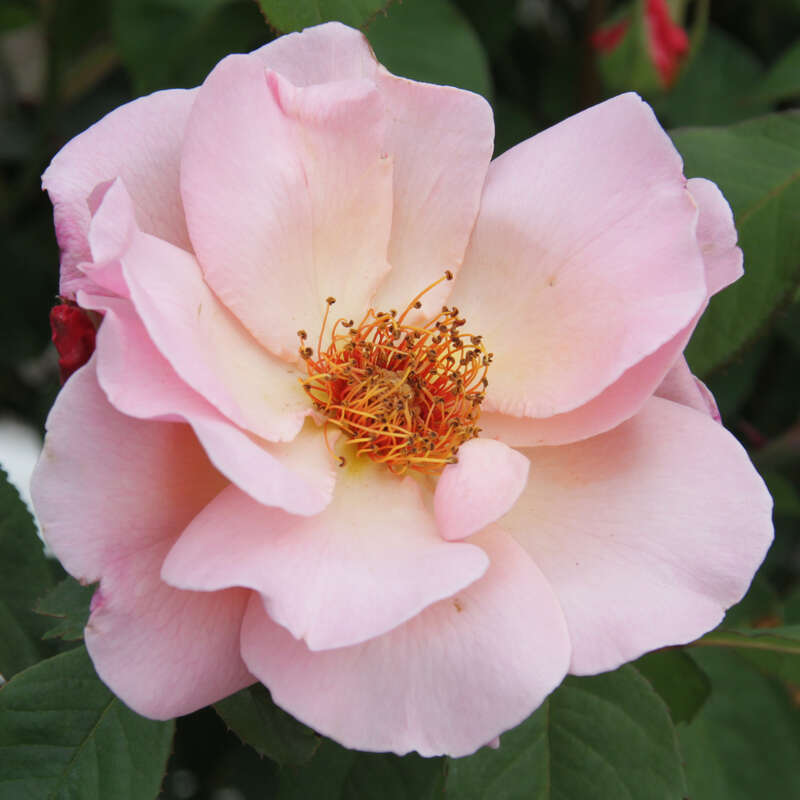 Historische Kletterrose - Rose 'Meg' - rosa