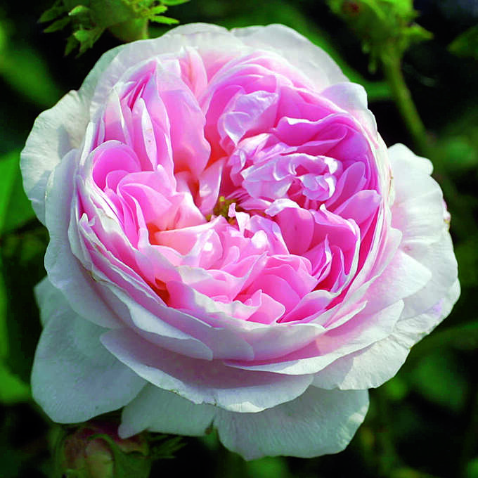 Historische Strauchrose - Rose 'Belle Isis' (gallica) - rosa