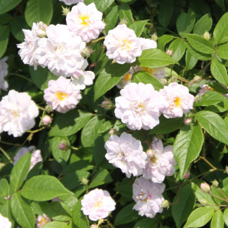 Ramblerrose - Rose 'Paul's Himalayan Musk' - weiß
