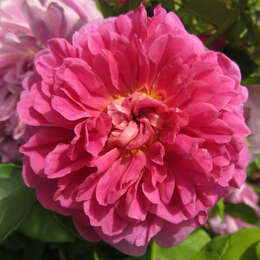 Beetrose - Rose 'Meteor' - orange