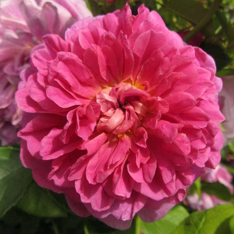 Englische Strauchrose - Rose 'Princess Anne' - rosa