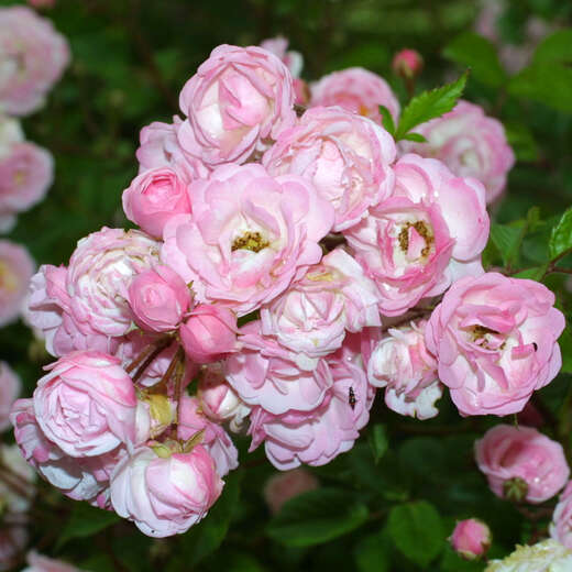 Historische Strauchrose - Rose 'Maigold' - gelb