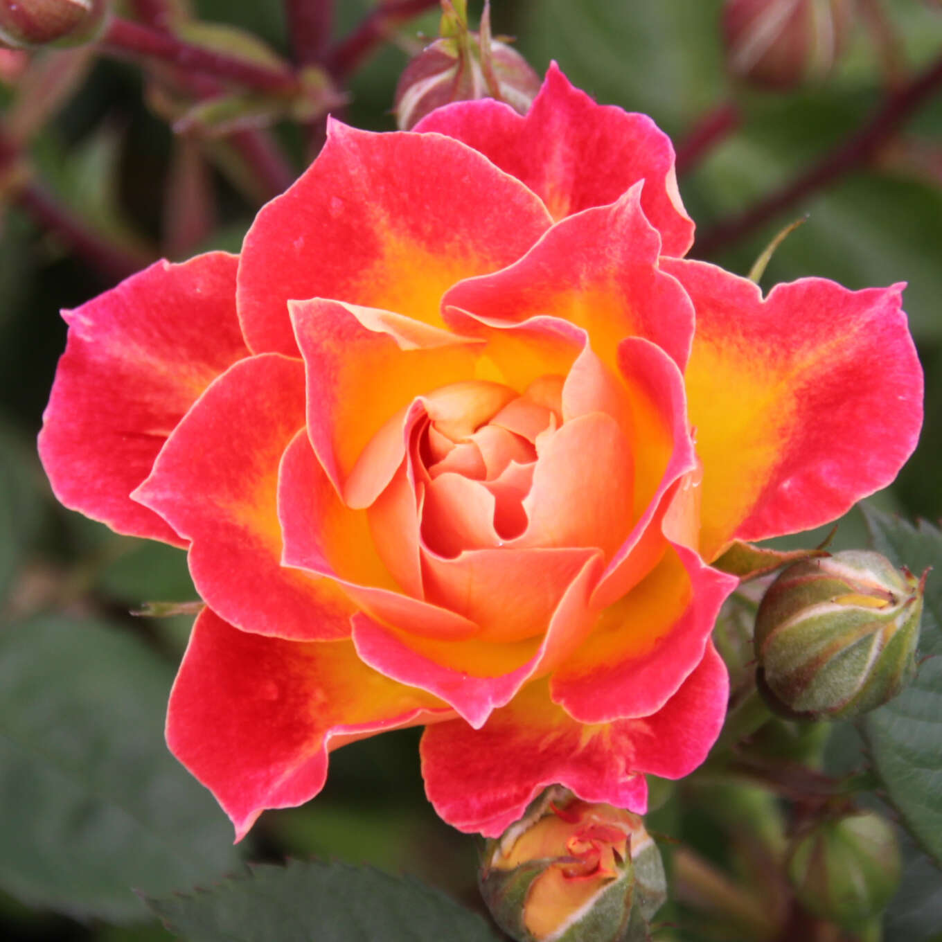 Zwergrose - Rose 'Tiddly Winks' - mehrfärbig