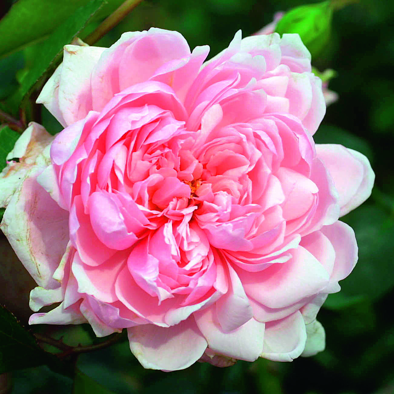 Ramblerrose - Rose 'Albertine' - rosa