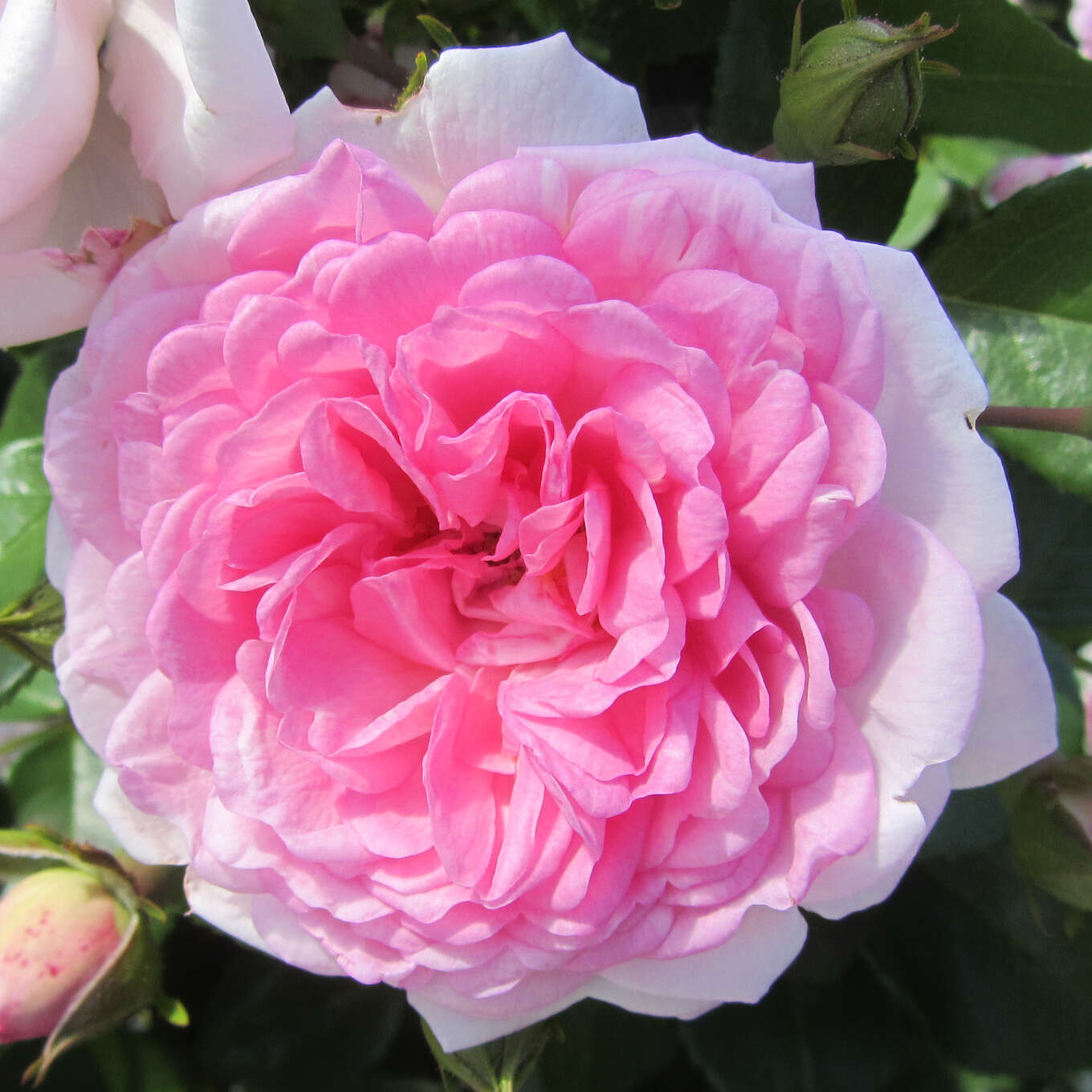 Moderne Kletterrose - Rose 'Jasmina' - rosa