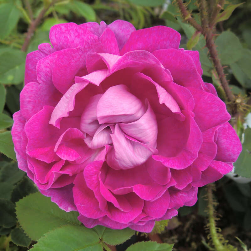 Historische Strauchrose - Rose 'William Lobb' - violett