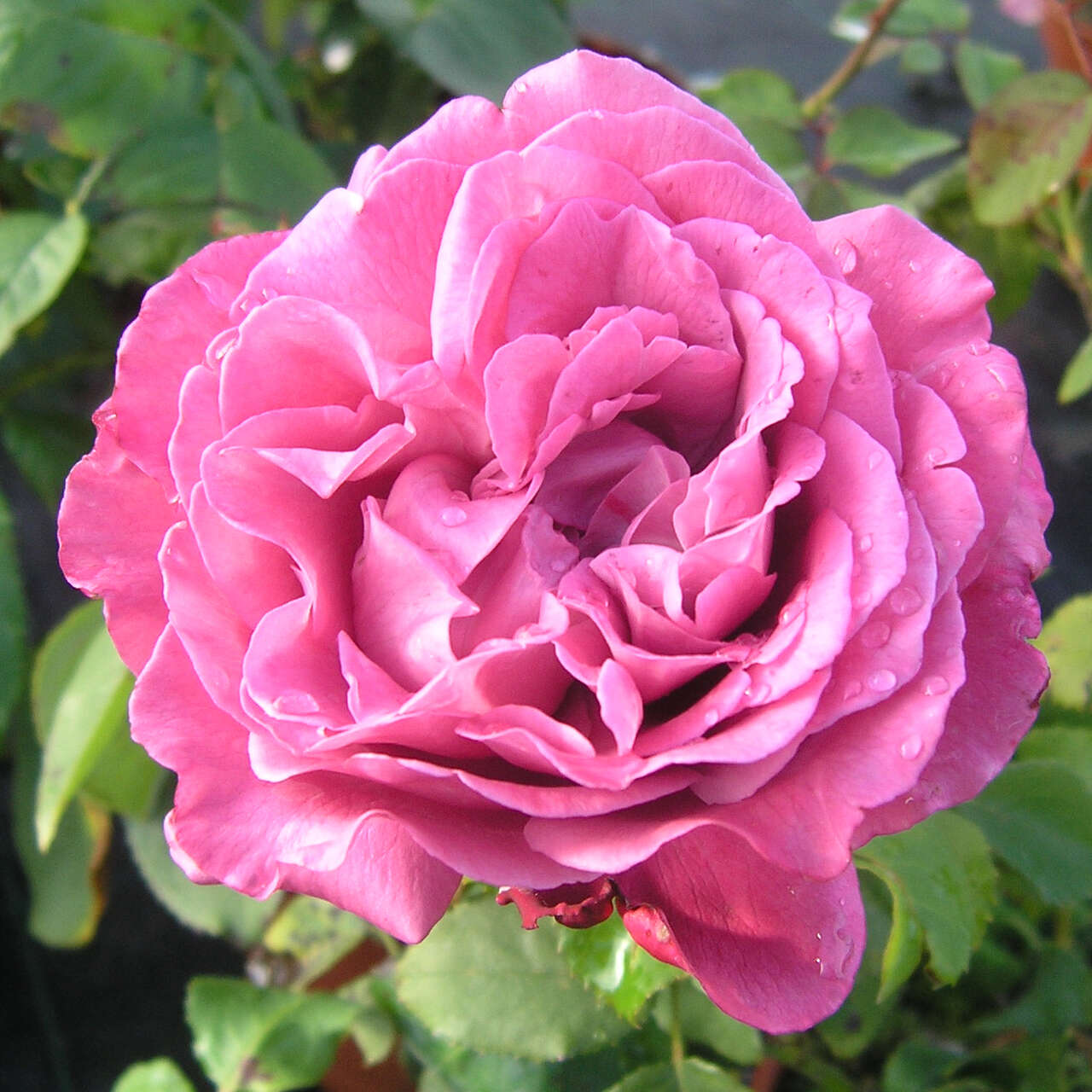 Moderne Edelrose - Rose 'Lavender Perfumella' - rosa