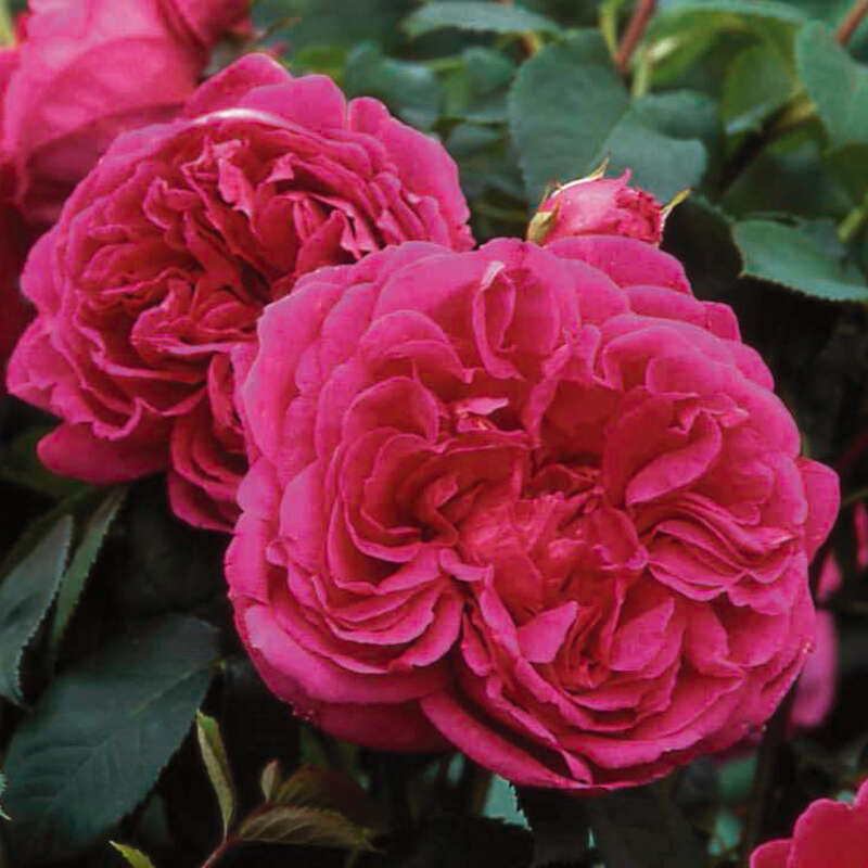 Englische Strauchrose - Rose 'Lady of Megginch' - rosa