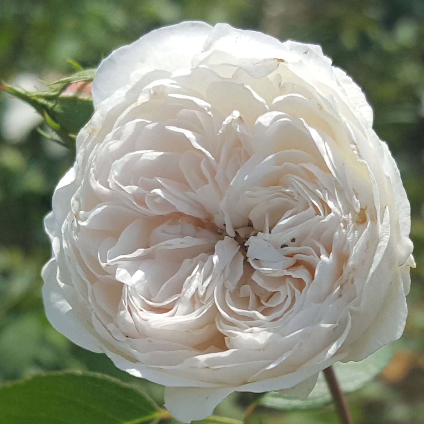 Englische Kletterrose - Rose 'The Albrighton Rambler' - rosa