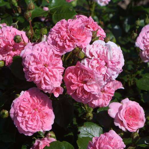 Bodendeckerrose - Rose 'Botticelli' - rosa