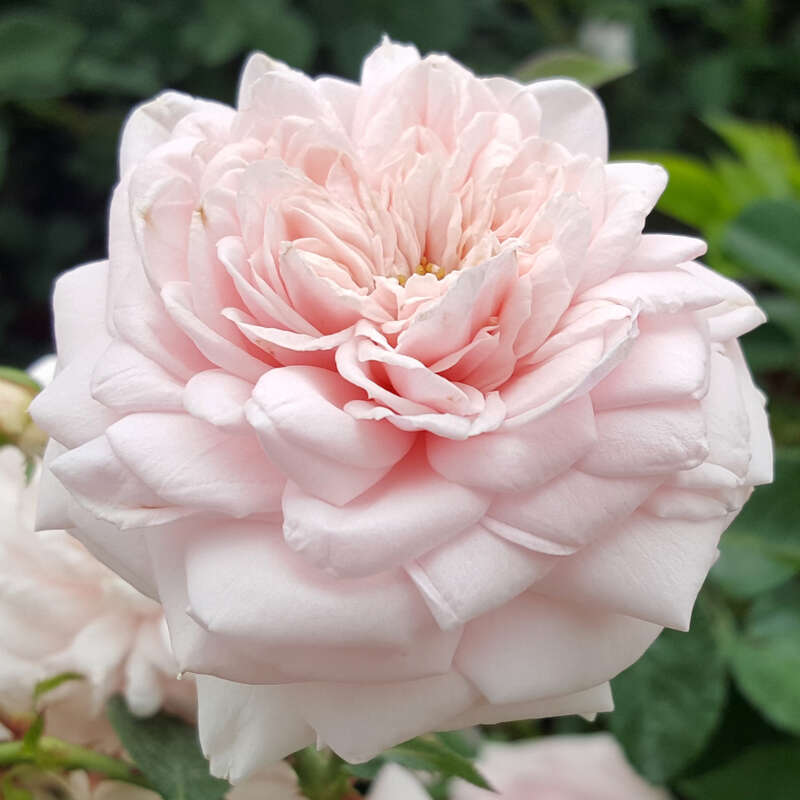 Historische Kletterrose - Rose 'Awakening' - rosa