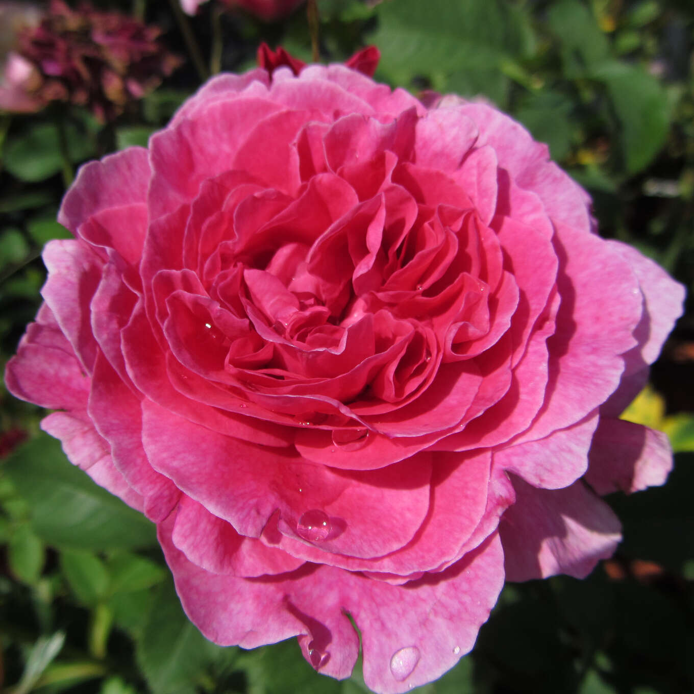 Englische Strauchrose - Rose 'England's Rose' - rosa