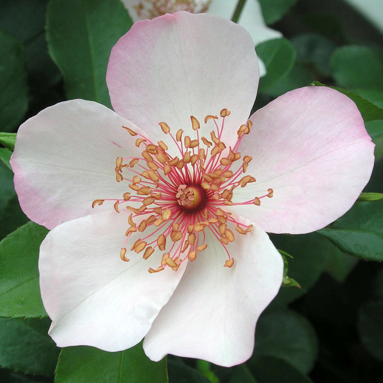 Bodendeckerrose - Rose 'Astronomia' - rosa