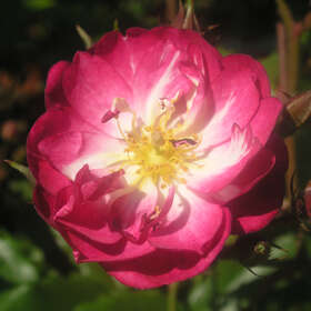 Ramblerrosen | Vom Gärtner mit Anwuchsgarantie kaufen - rasche Lieferung