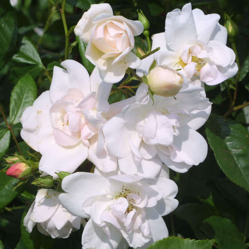Historische Strauchrose - Rose 'Karl Foerster' - weiß