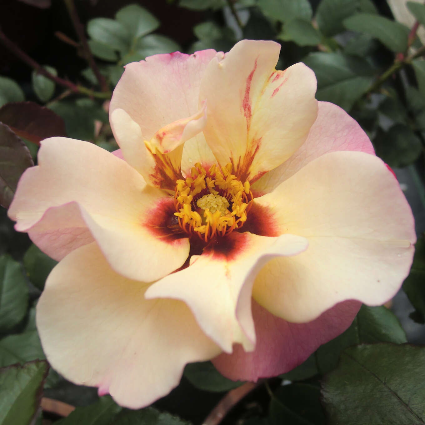 Englische Strauchrose - Rose 'Alissar, Princess Phoenicia' - mehrfärbig