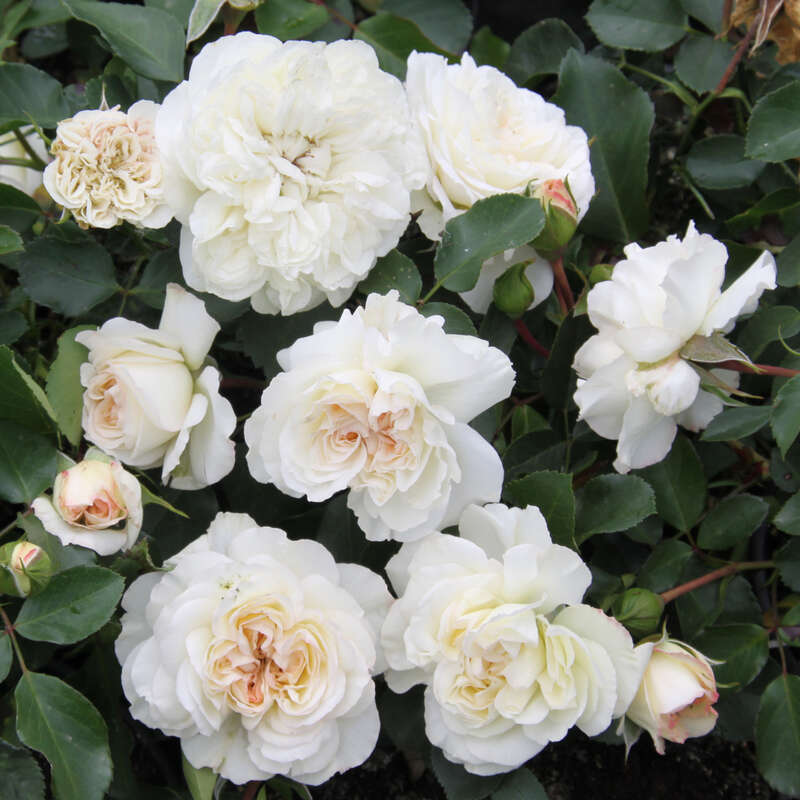 Bodendeckerrose - Rose 'White Meidiland' - weiß