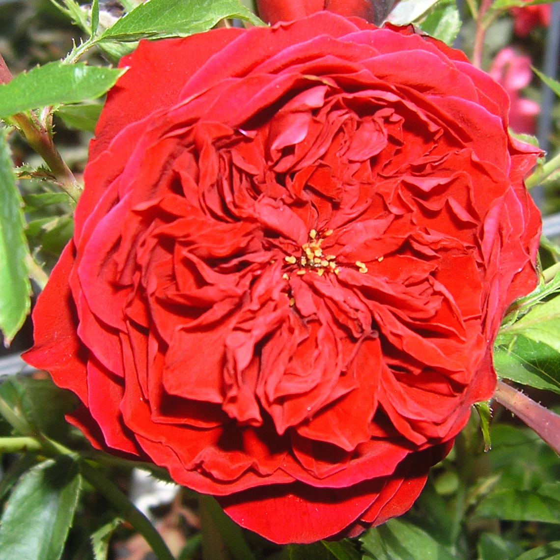 Moderne Kletterrose - Rose 'Belkanto' - rot