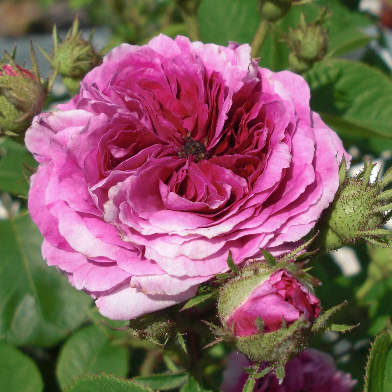 Ramblerrose - Rose 'Russeliana' - violett