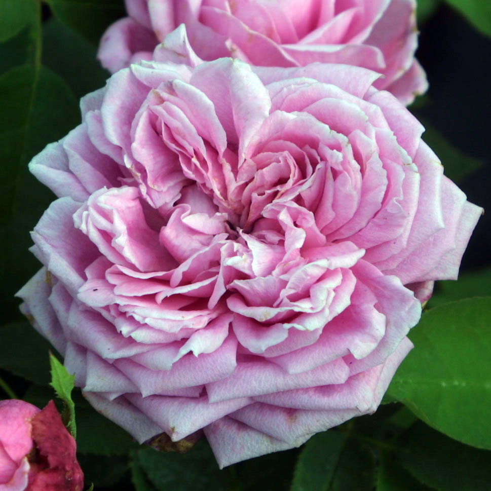 Historische Strauchrose - Rose 'Archiduchesse Elisabeth d'Autriche' - rosa