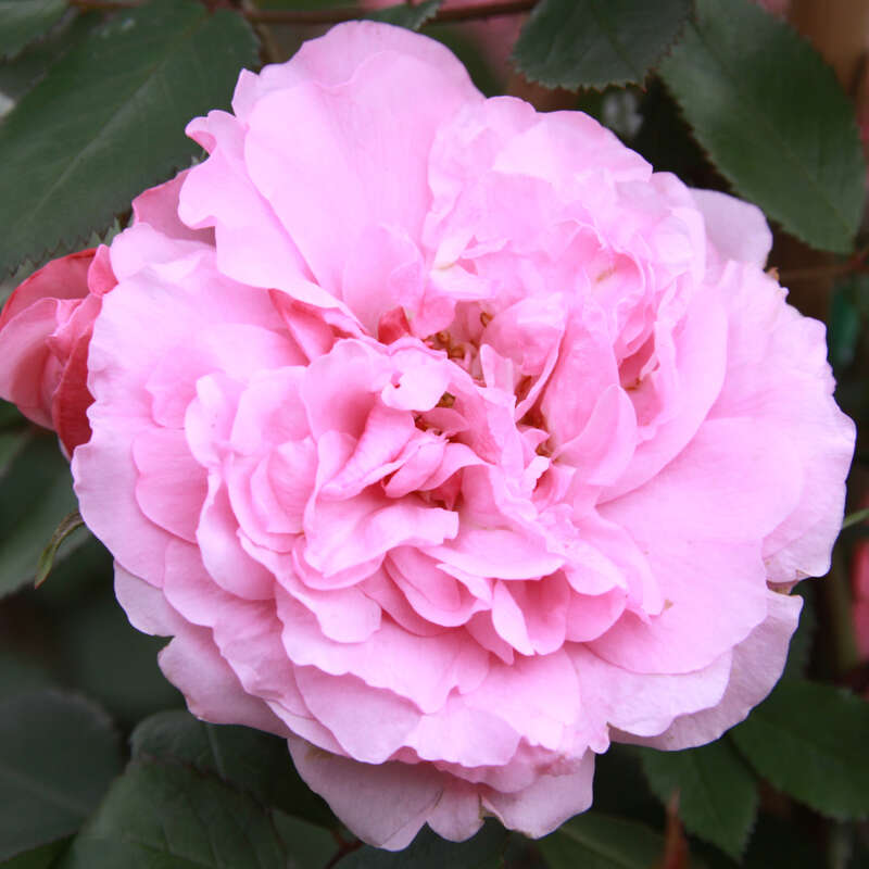 Moderne Kletterrose - Rose 'John Davis' - rosa