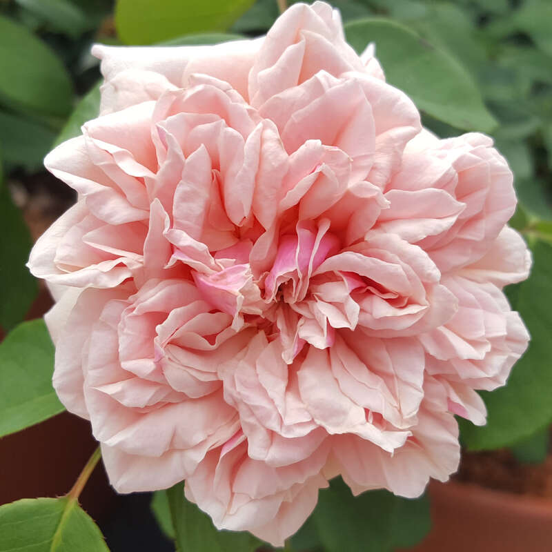 Historische Kletterrose - Rose 'Gloire de Dijon' - lachs