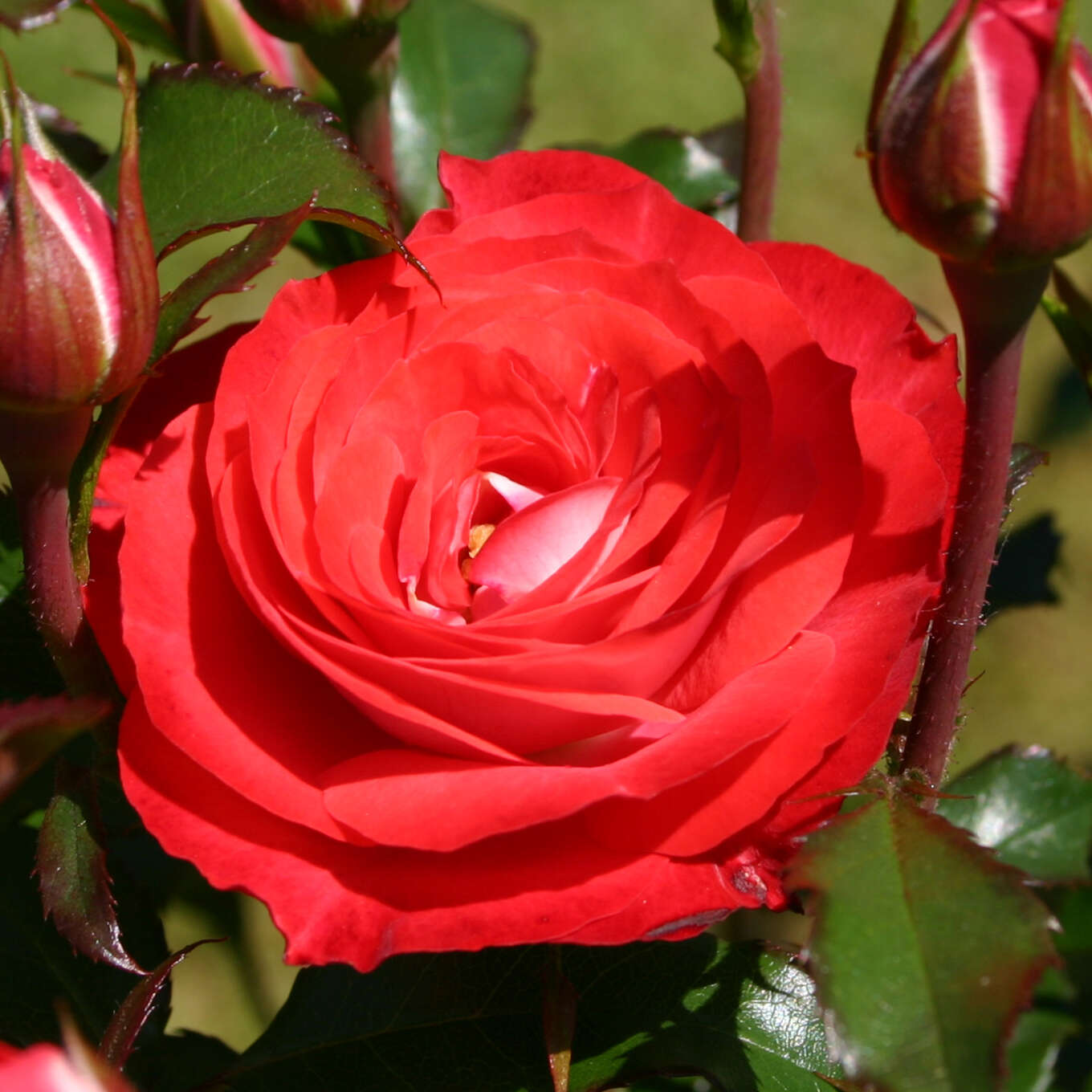 Beetrose - Rose 'Baden bei Wien' - rot