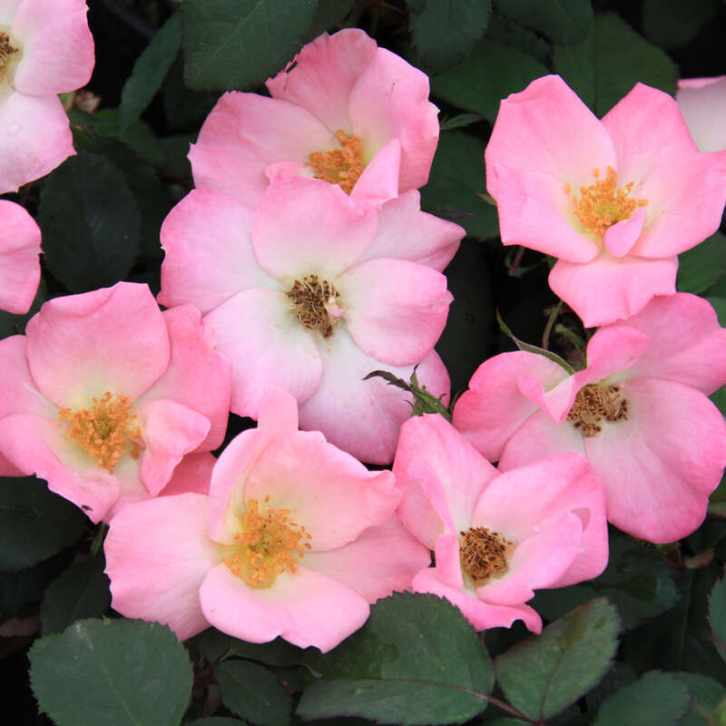 Bodendeckerrose - Rose 'Alaska Knock Out' - rosa
