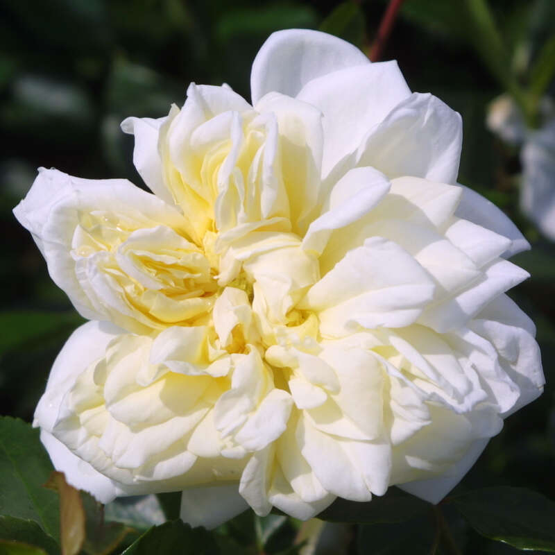 Ramblerrose - Rose 'Alberic Barbier' - weiß