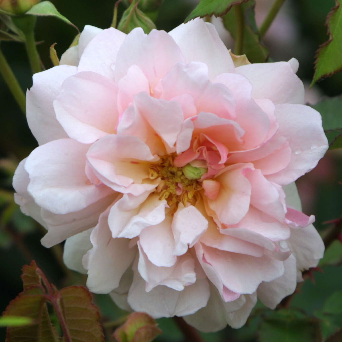 Historische Strauchrose - Rose 'Felicia' - rosa