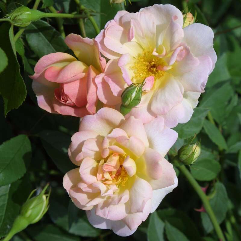 Historische Kletterrose - Rose 'Phyllis Bide' - lachs