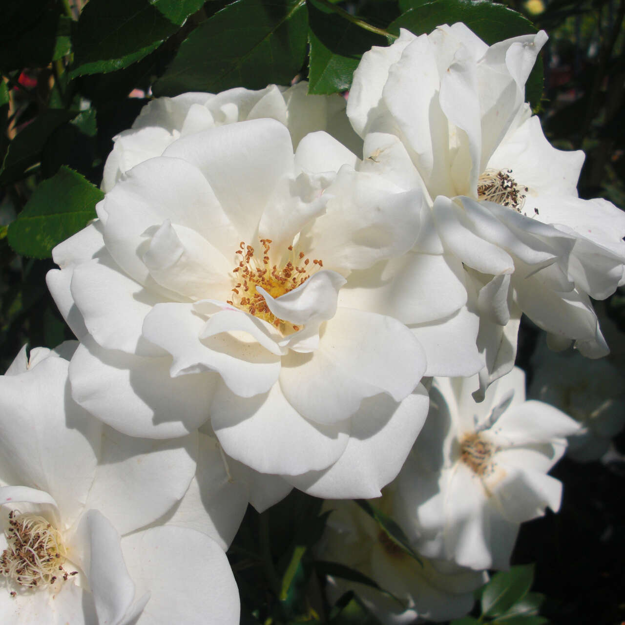 Moderne Kletterrose - Rose 'Climbing Iceberg' - weiß