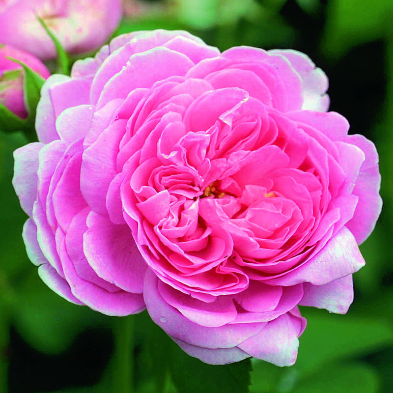 Historische Strauchrose - Rose 'Louise Odier' - rosa
