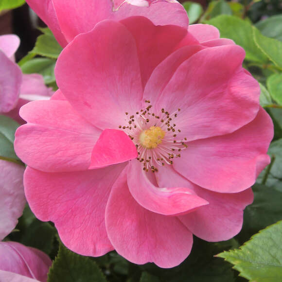 Moderne Strauchrose - Rose 'Angela' - rosa