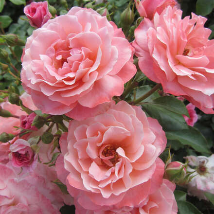 Bodendeckerrose - Rose 'Botticelli' - rosa