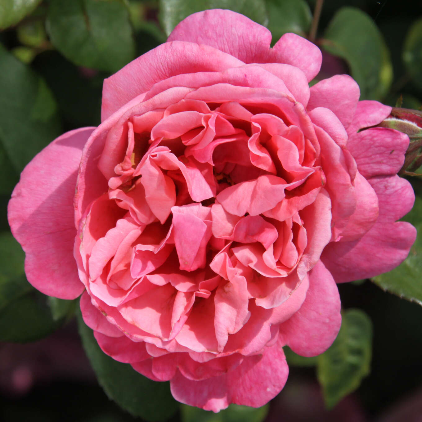 Moderne Edelrose - Rose 'Sweet Perfumella' - rosa