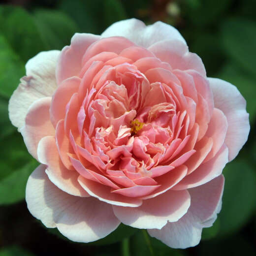 Englische Beetrose - Rose 'Easy Does It' - orange