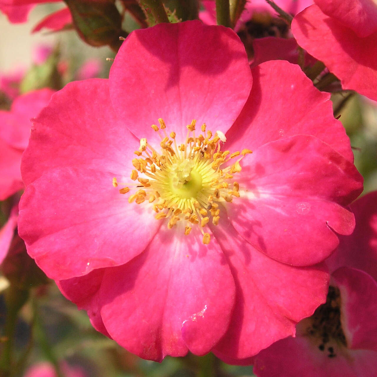 Zwergrose - Rose 'Lupo' - rosa